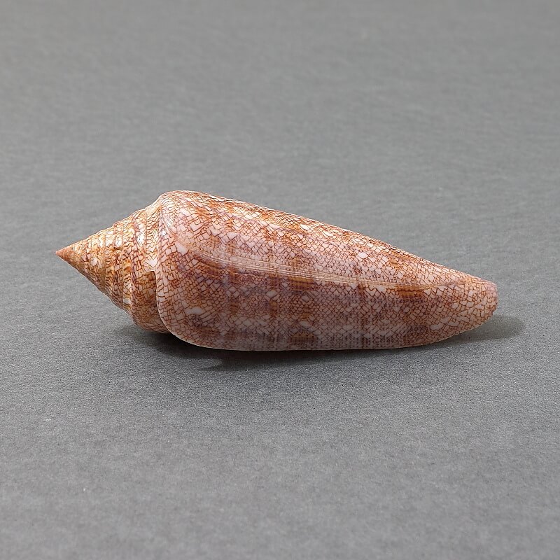Conus Gloriamaris