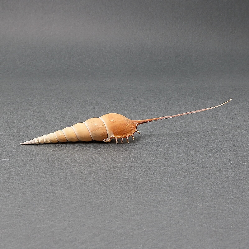 Gasteropodi: Tibia fusus