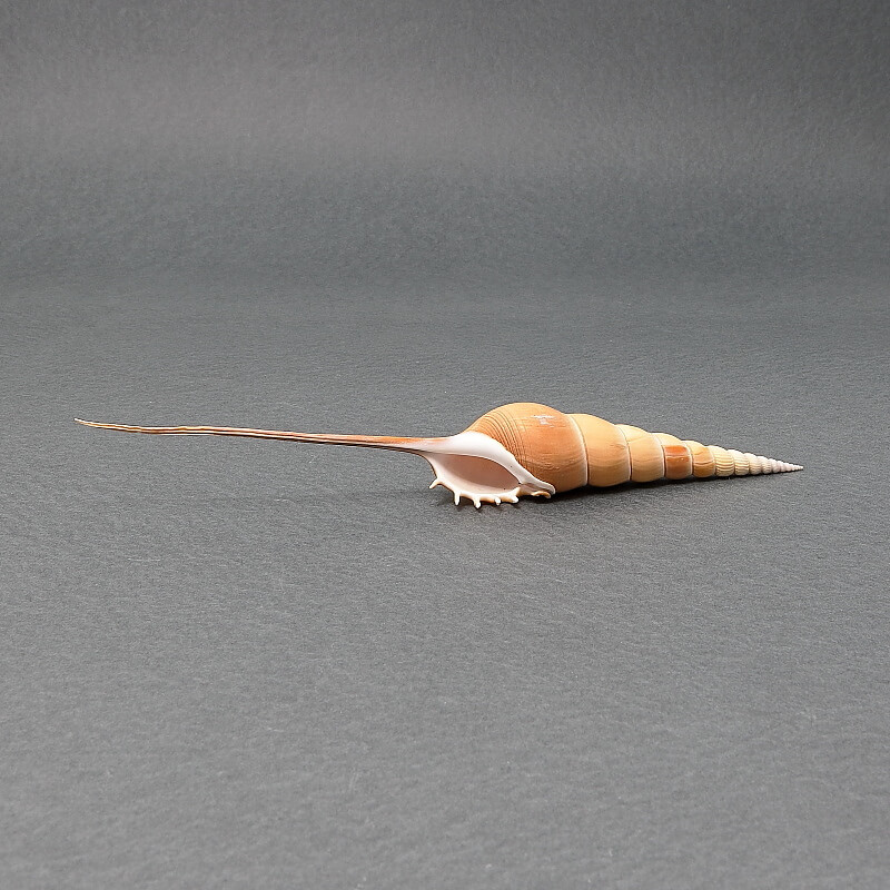 Gasteropodi: Tibia fusus